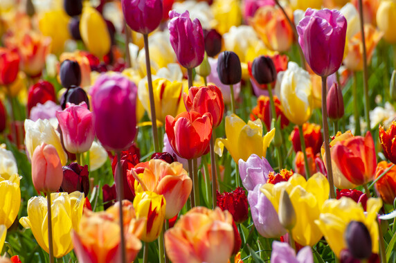 Entretien et maintenance - Flowerbulbs